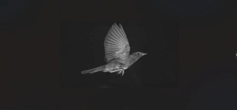 More haste, less speed: nightingales manage migrations by flying at ...