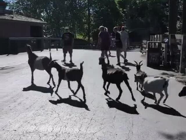 Herd Havoc: video shows goats escaping petting zoo at Cedar Point ...