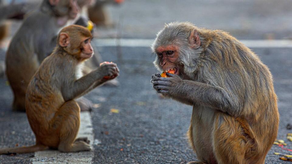 Man admits in federal court in Cincinnati to paying to create monkey ...