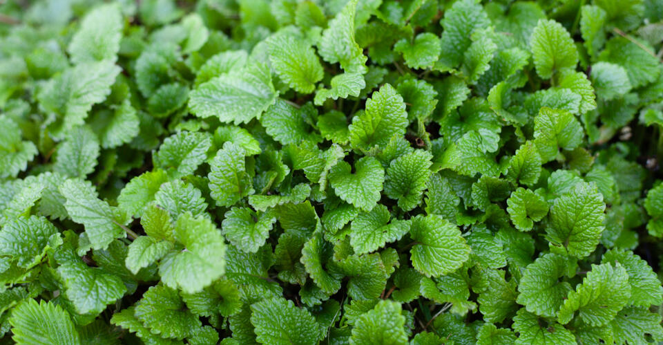 Fragrant Plants Michigan Gardeners Use To Help Keep Ticks Away - NewsBreak