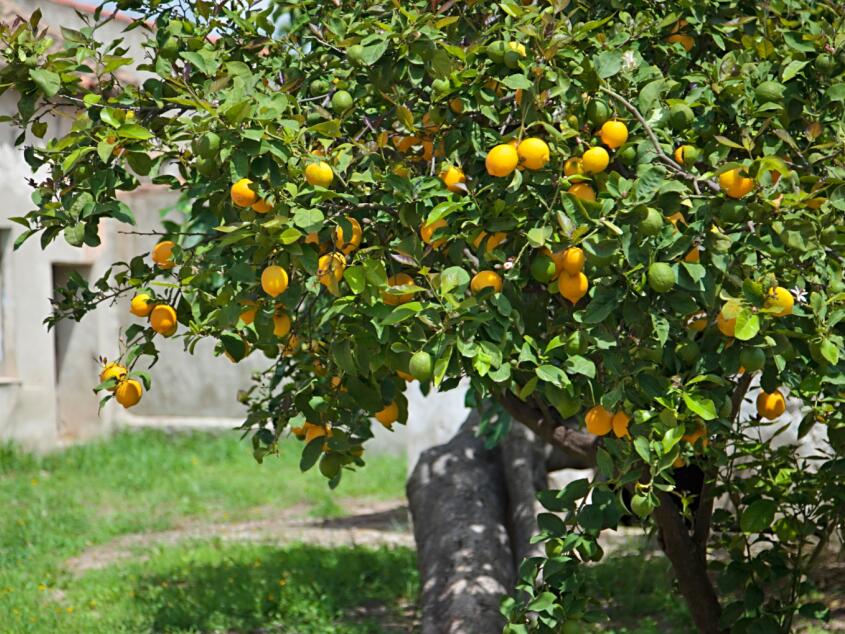 Florida Gardener's Lemon Tree Grows Like a Weed and People Are Baffled ...