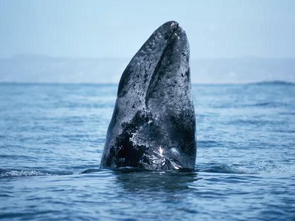 Gray Whale Thought Extinct In The Atlantic Ocean Seen Off Nantucket Coast