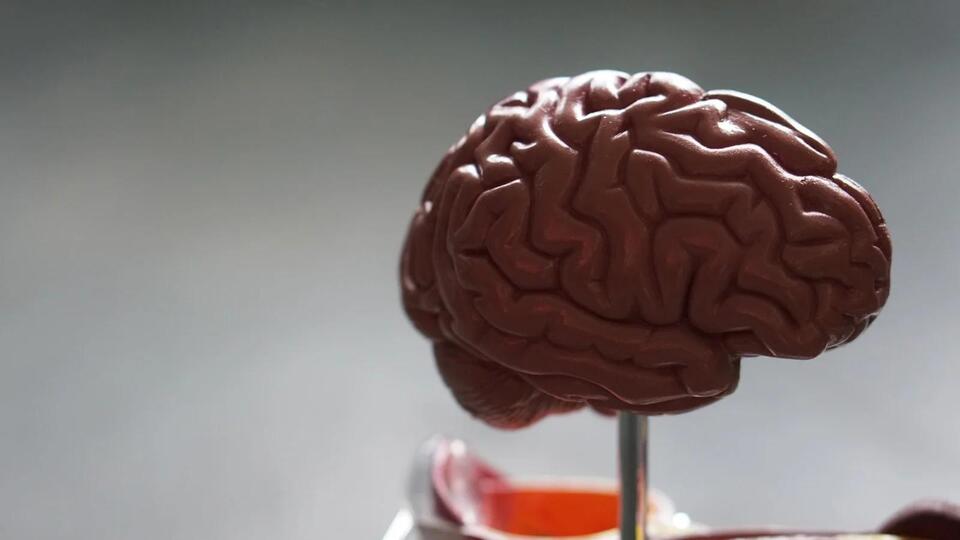 13 Astonishing Facts About the Human Brain That Defy Logic - NewsBreak