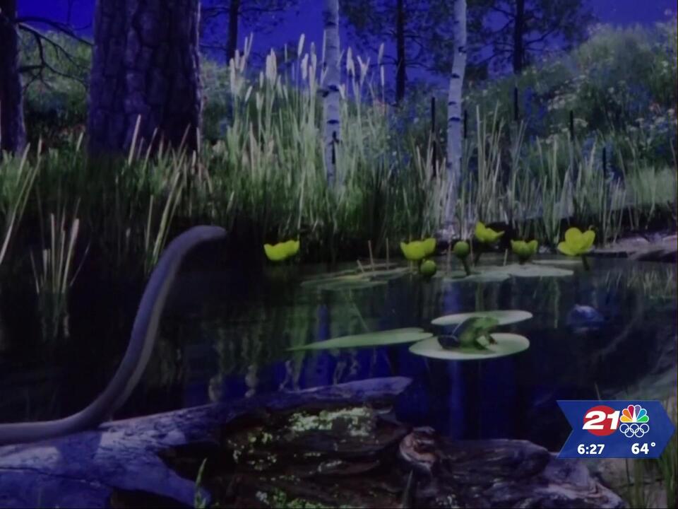High Desert Museum opens new, immersive experience called Forest at Night