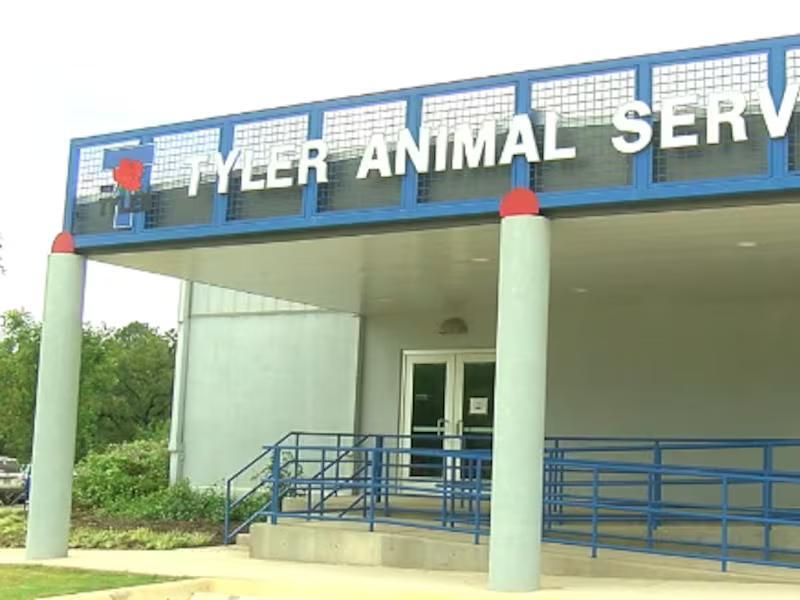 Tyler Animal Services offers free adoptions in March with donations