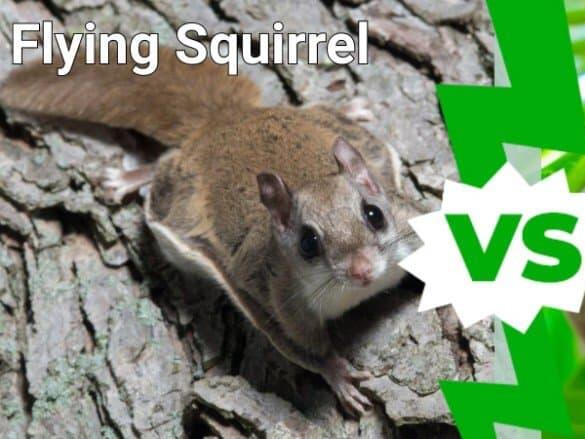Flying Squirrel Vs Sugar Glider What Are The Differences