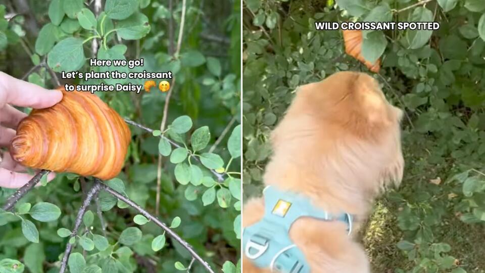 Video: Owner Plants a Croissant on Dog’s ‘Daily Commute’ as Early ...