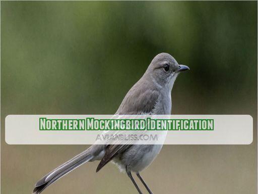 Northern Mockingbird Song, Habits, and How to Attract Them! Full Guide ...