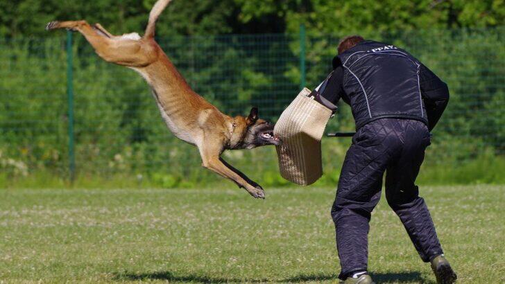 Certain Dog Breeds Are Natural Protectors and Loyal Companions - NewsBreak