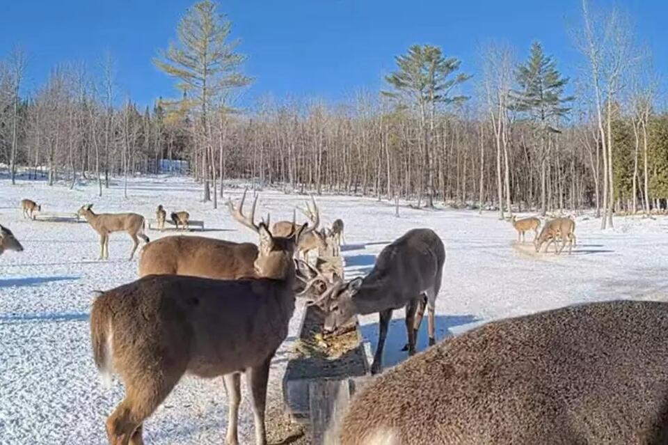 Watch Deer Feeding on Live Cams 24-7 in Brownfield, Maine - NewsBreak