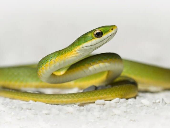 22 Snakes in Wisconsin