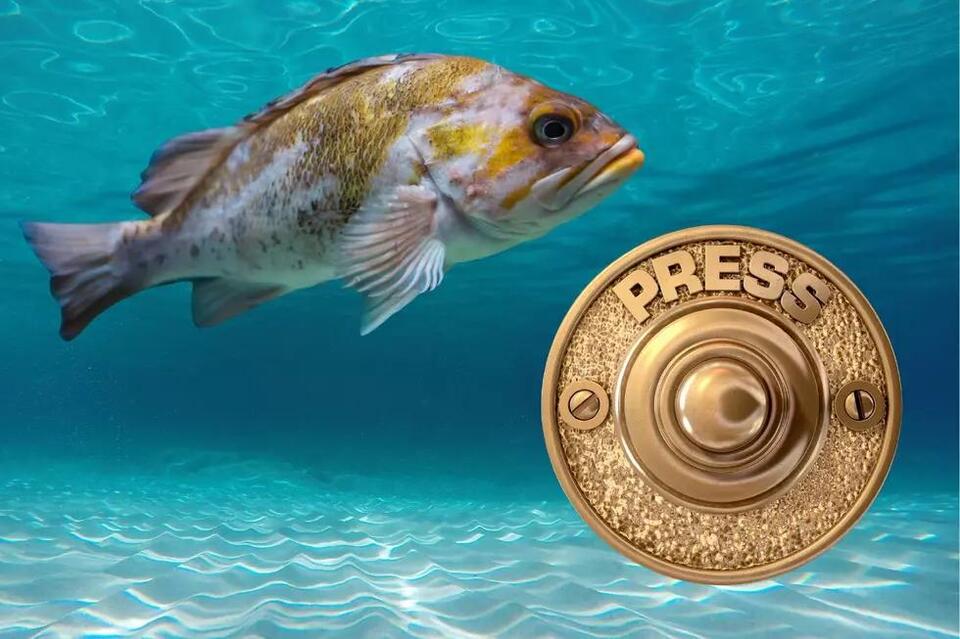 Why Is the Internet Obsessed With Ringing a ‘Fish Doorbell?’ - NewsBreak