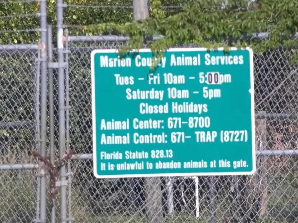 Marion County Animal Services remains open despite suspension of cat ...