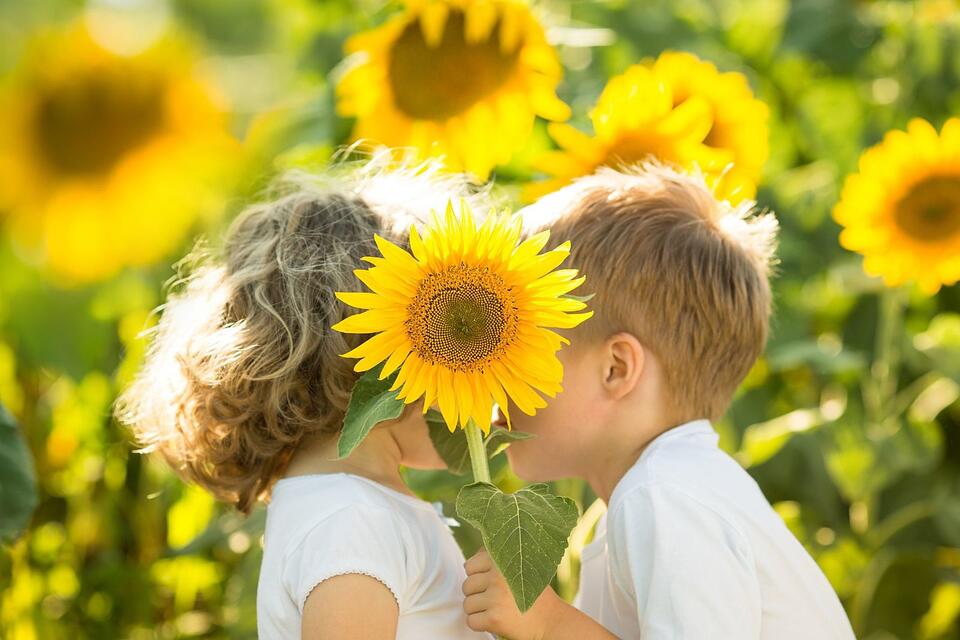 Famous Louisiana Sunflower Trail Announces Festival Date - NewsBreak