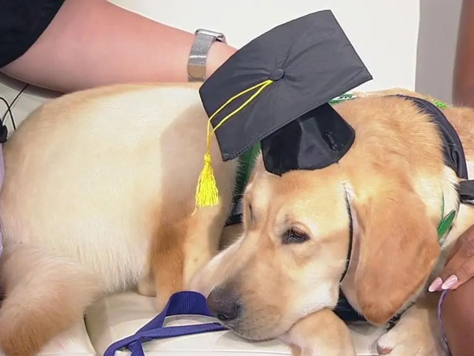 Future service dog Mae's big graduation day