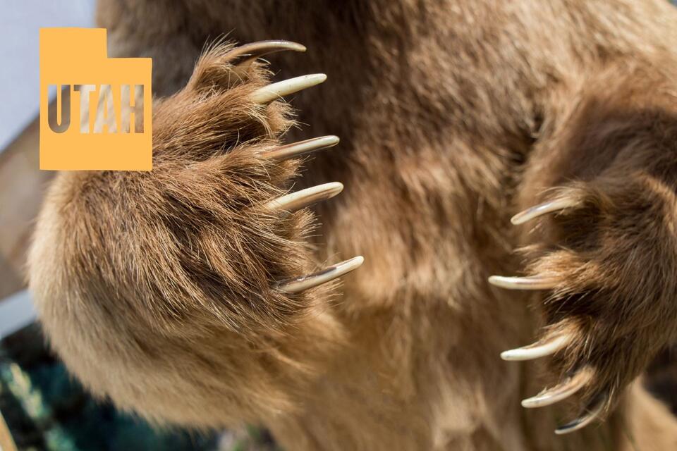 Man Claims First Grizzly Now In Utah After 100 Years - NewsBreak