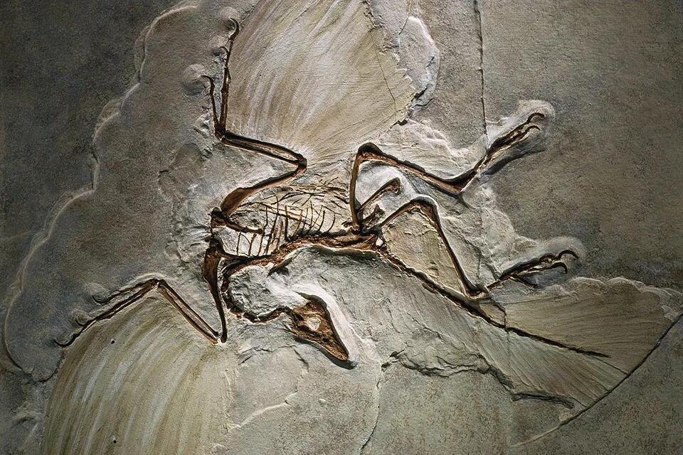 Scientists Just Found How One Fossil May Prove Flight Evolved Multiple ...