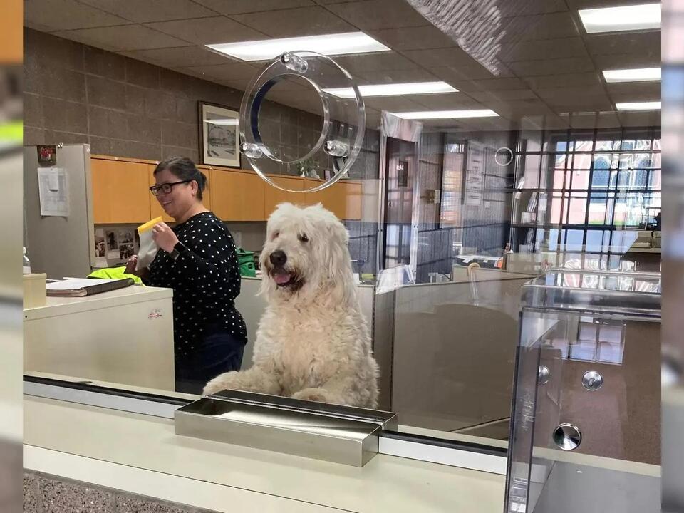 Friendly Lost Dog Assists The Local Police In Wisconsin While Waiting ...