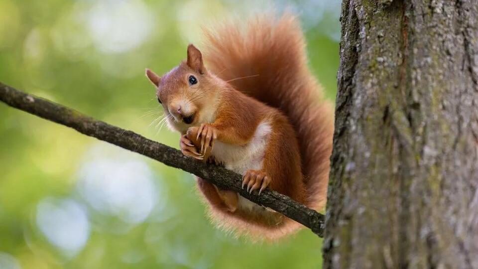 Animals Possess Emotional Intelligence That Rivals Our Own ...