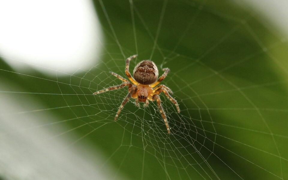 The Most Dangerous Spiders Crawling Around Texas - NewsBreak