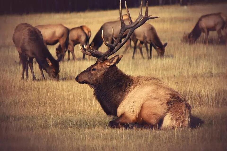 Remember When The Worlds 4th Largest Elk Was Taken In Minnesota ...