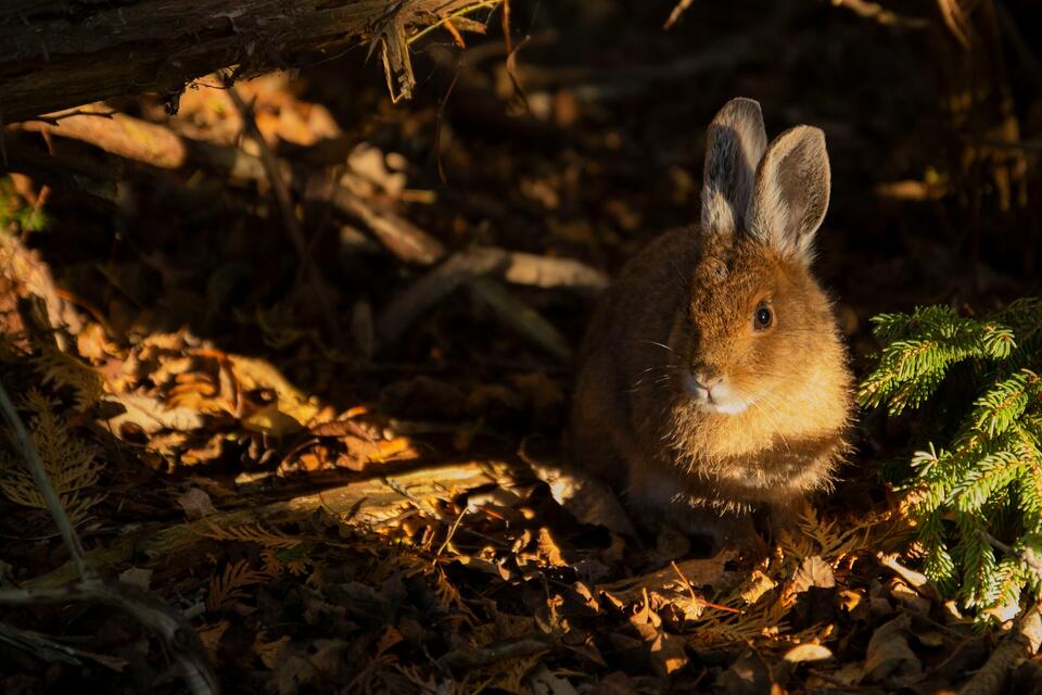 The Irish Hare: A Native Running Through Myth, Land, and Legend - NewsBreak