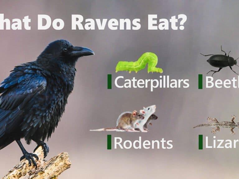 What Do Ravens Eat? 15 Foods They Will Devour