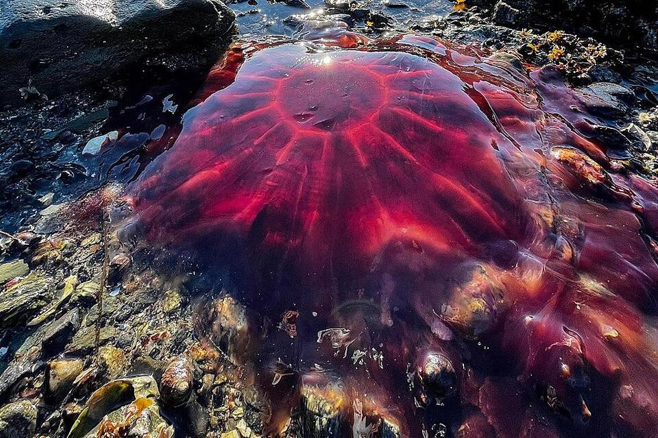 Check Out This Massive Lion’s Mane Jelly Fish in Blue Hill, Maine ...