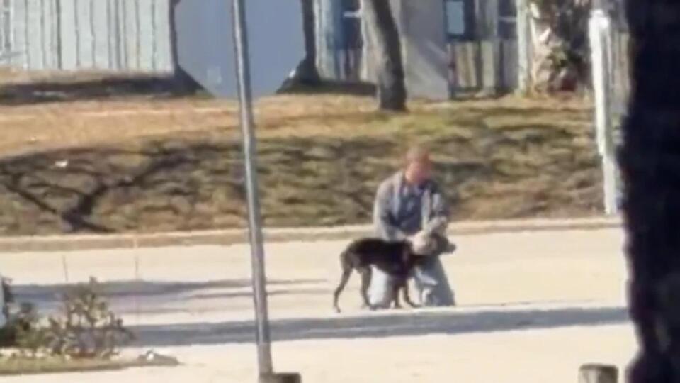 Foster Pit bull mauls small dog to death near Hobe Sound’s Zeus Park ...