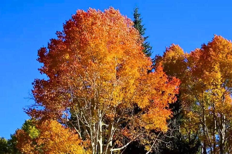 The Best Places in Southern Utah for Emerging Fall Colors - NewsBreak