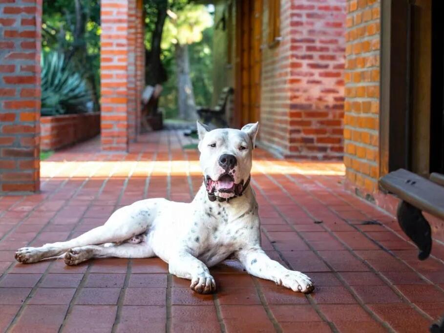 Pros and Cons of a Dogo Argentino