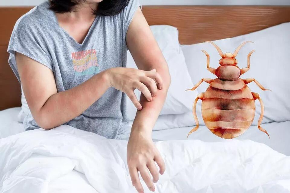 Eight Minnesota Cities Included on 2024’s Worst For Bed Bugs List ...