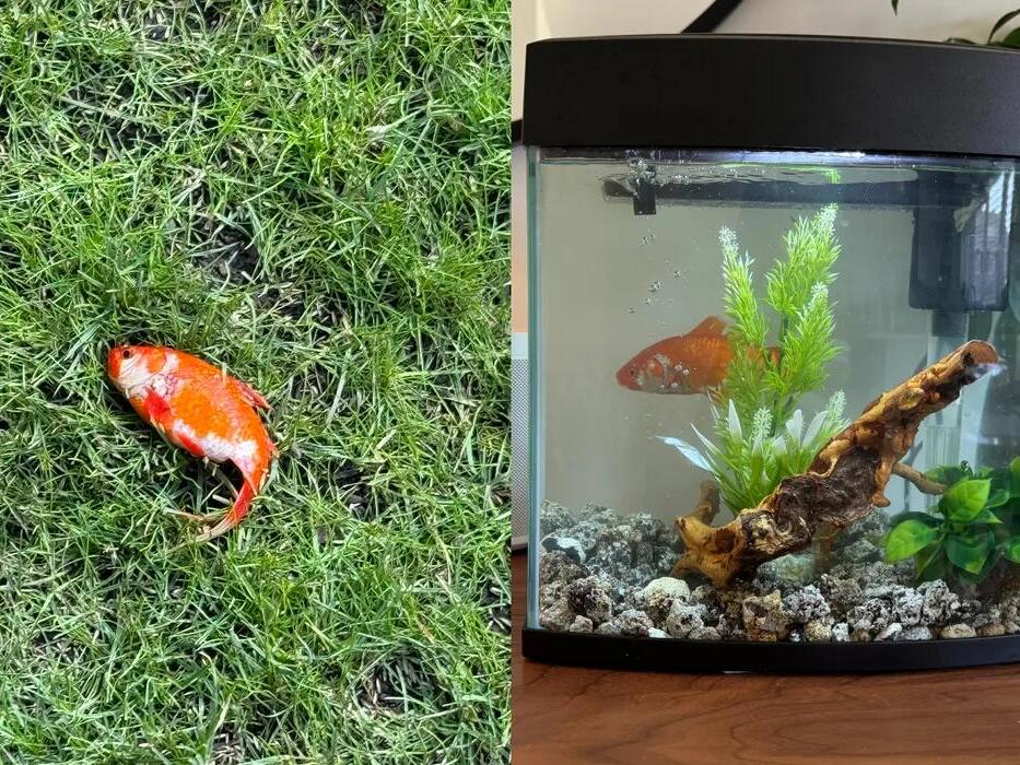 Doctor goes viral after finding mystery goldfish in garden and keeping ...
