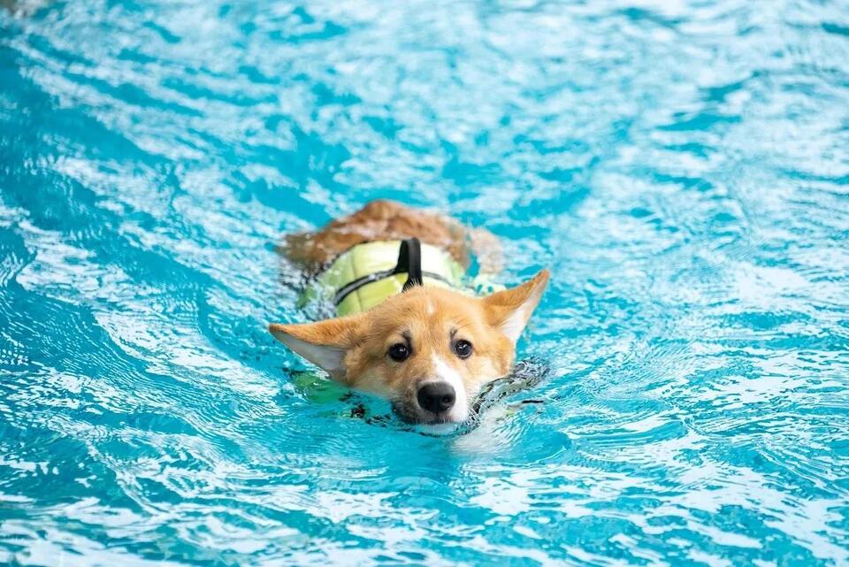 After facing closure, Huntsville indoor dog pool will stay open - NewsBreak