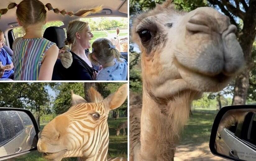 BIG Family-Friendly Fun At Cherokee Trace Safari In East Texas - NewsBreak