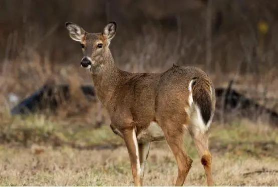 Kentucky’s 2025-26 deer harvest was fifth highest on record - NewsBreak