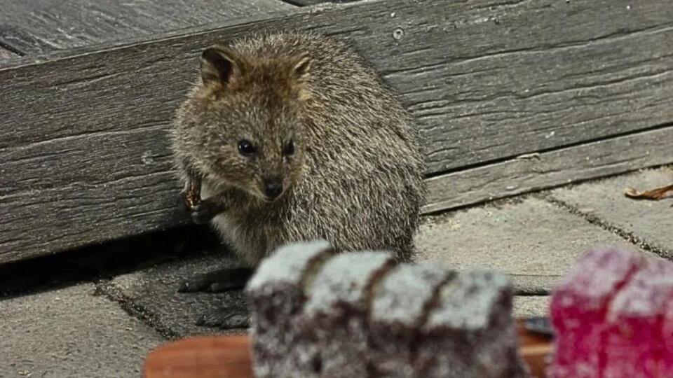 Bakery Posts Signs Warning Away Curious Quokkas… But These Cute Little ...