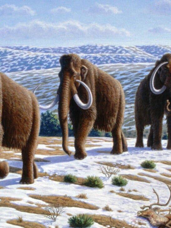 10 Animals That Could Make a Comeback Through Cloning - NewsBreak