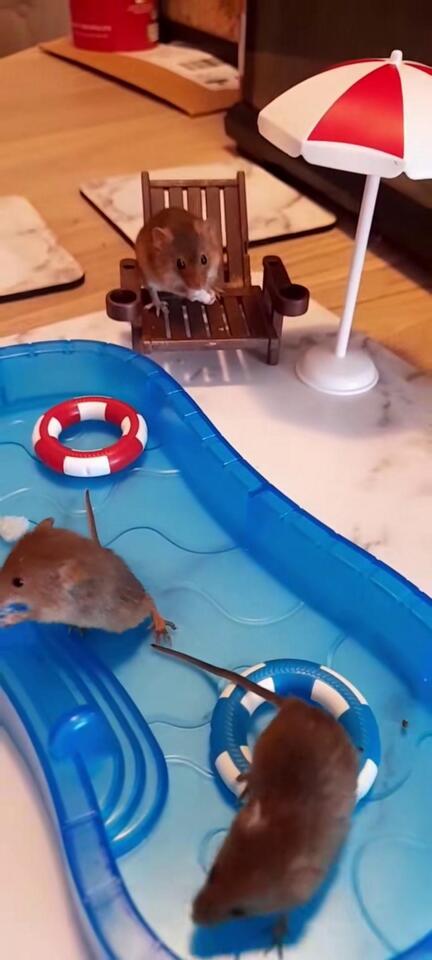 Tiny mouse goes viral for living big in miniature world - NewsBreak