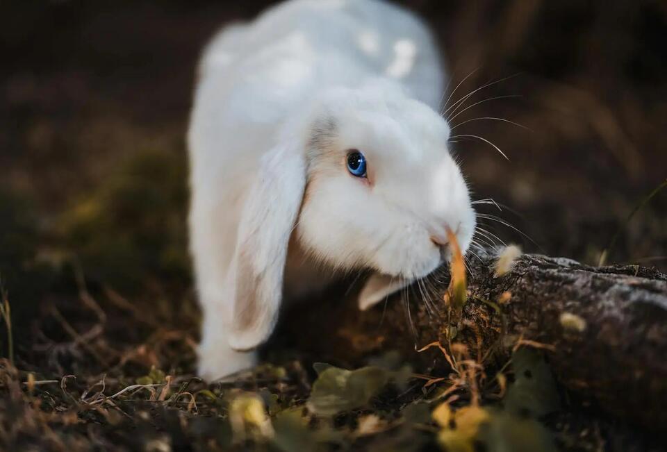 3 Native Rabbit Species You’ll Find in North Carolina - NewsBreak