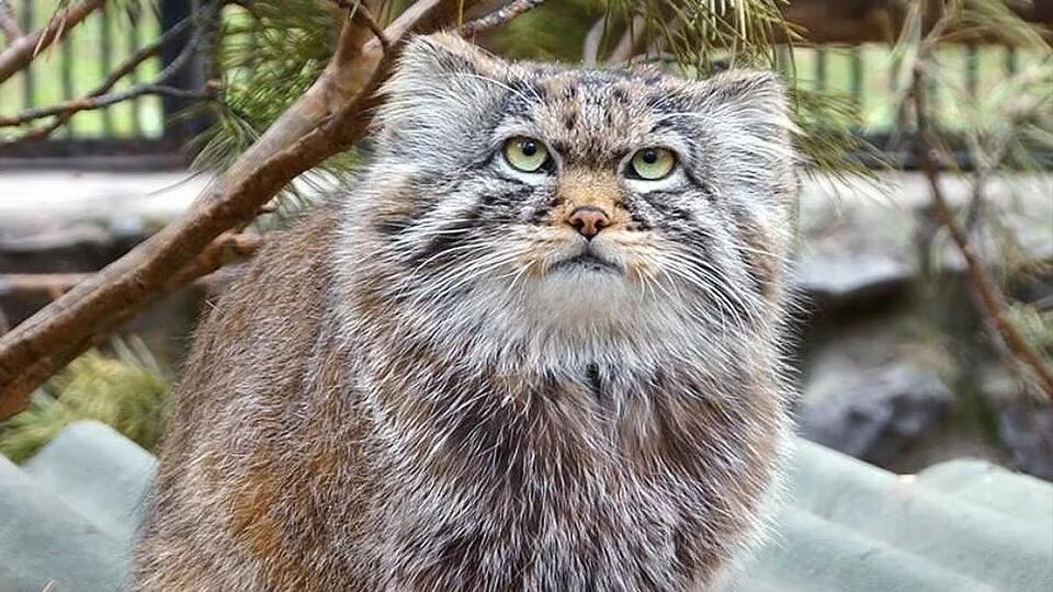 Viral Pallas’s cat dies after fathering 35 kittens and outliving ...