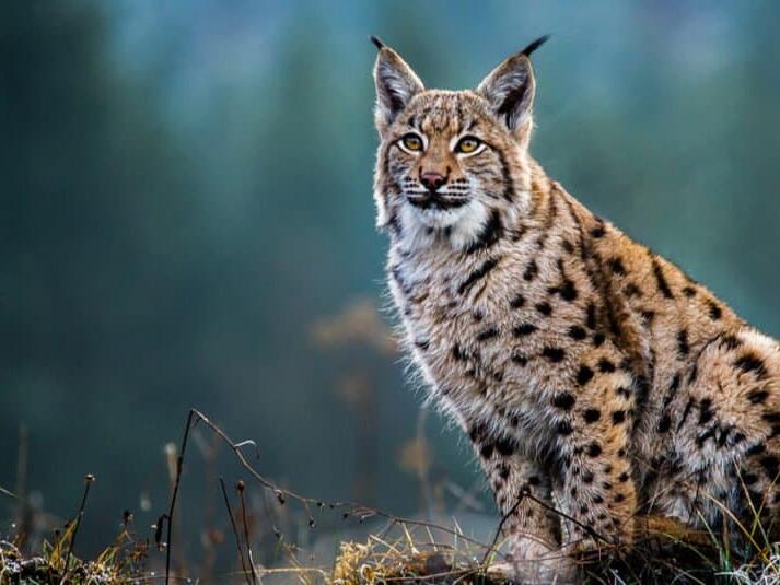 Bobcat vs Lynx: The 4 Key Differences Explained