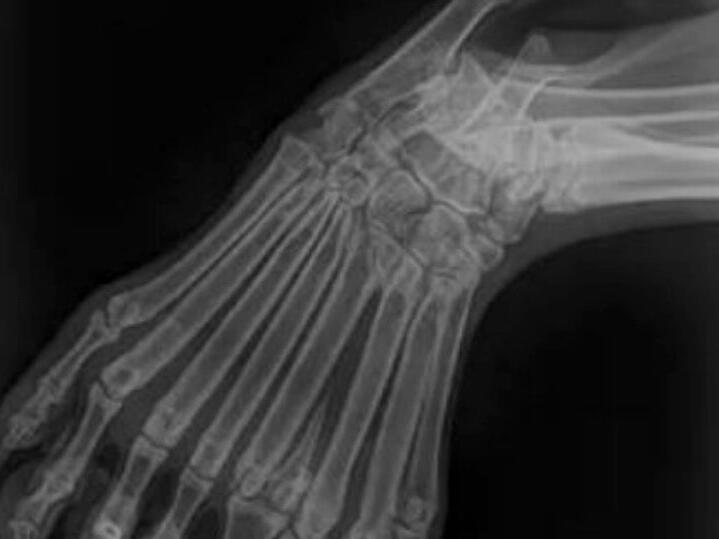 Dog with five legs and nine toes stuns rescuers as X-ray reveals ...