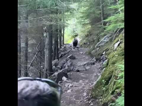 Brave Man Scares Off Stalking Grizzly Bear In Glacier National Park ...