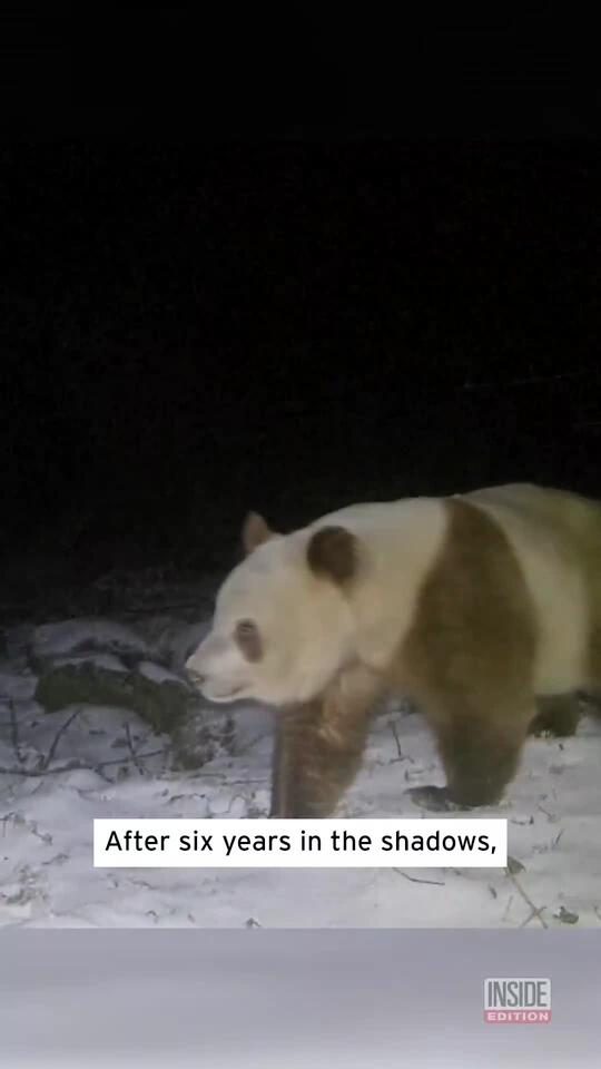Incredibly Rare Brown Giant Pandas Spotted in Wild