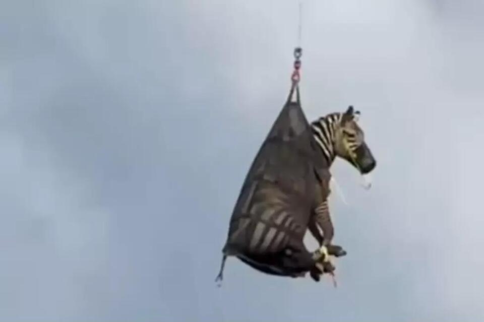 Watch: Ed, the Runaway Pet Zebra Airlifted Home After Weeklong Adventure - NewsBreak
