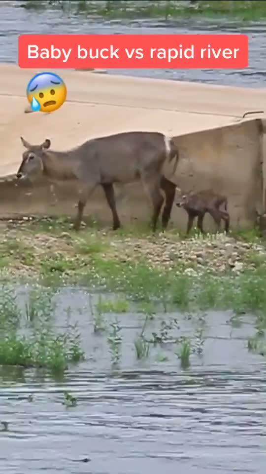 Baby buck gets swept away while the mother doesn't even notice 😭 Watch ...