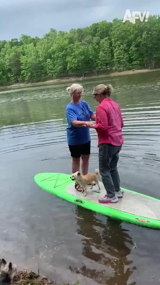 That dog went from paddle board to doggy paddle real quick fail fall ...