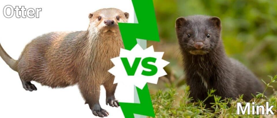 Otter Vs Mink: How to Tell Them Apart - NewsBreak