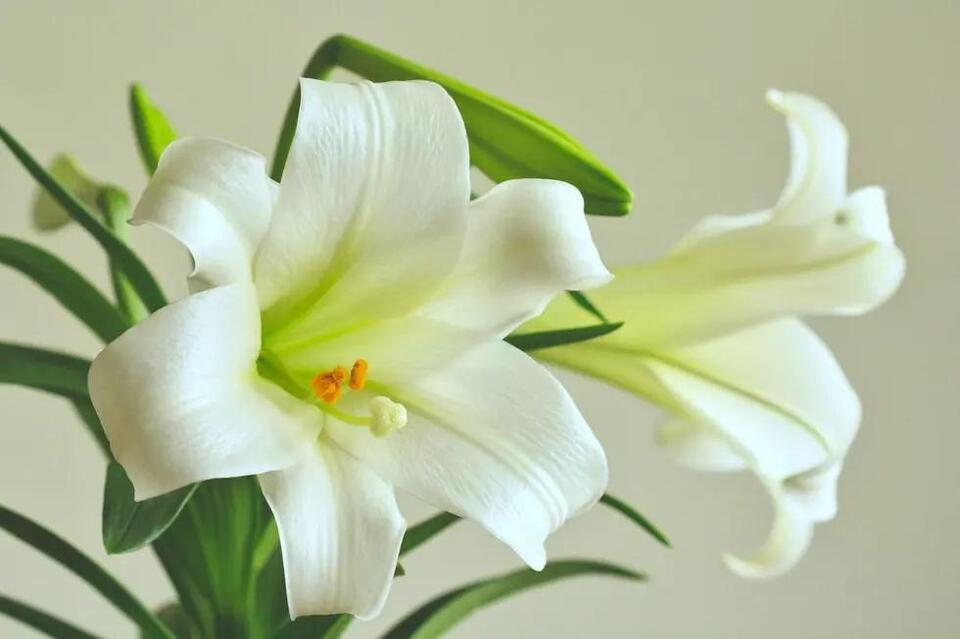 Rose Mary Mattson, 90, Little Falls - NewsBreak